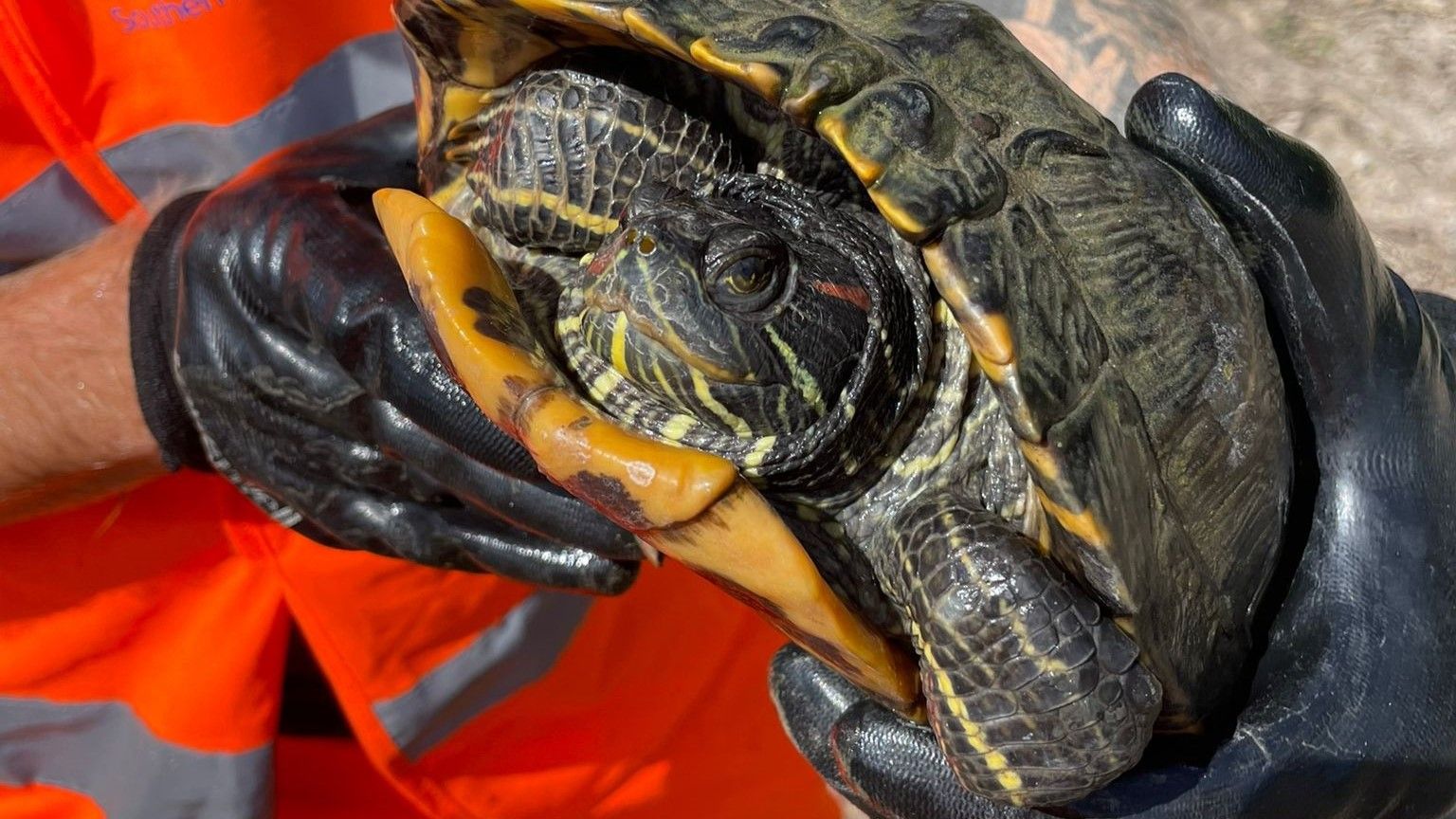 Terrapin given new home after being found at Southern Water supply ...