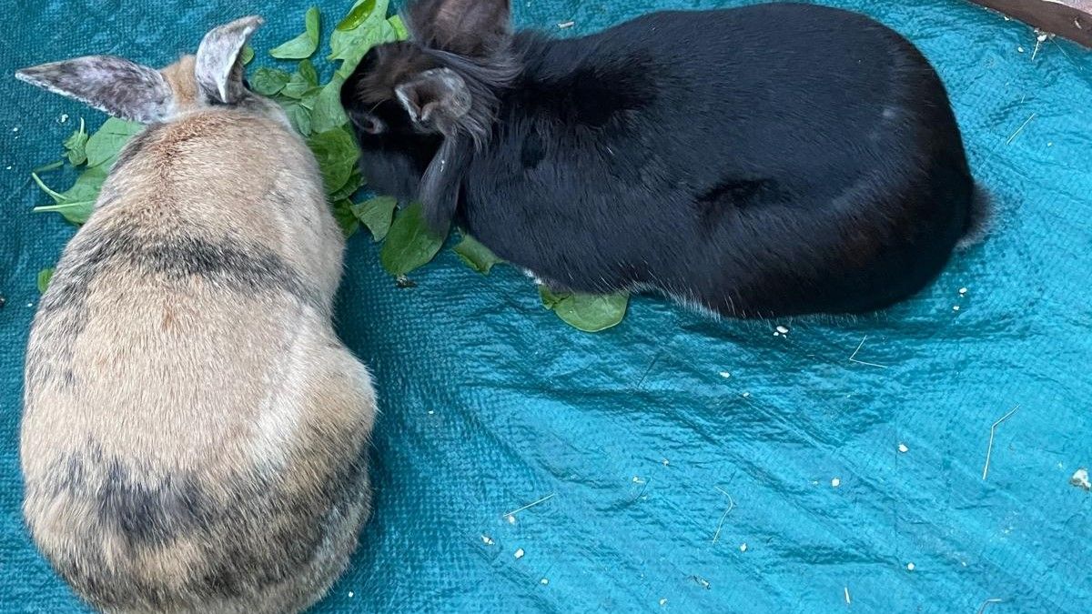 Urgent appeal in Surrey for two overlooked pairs of rabbits