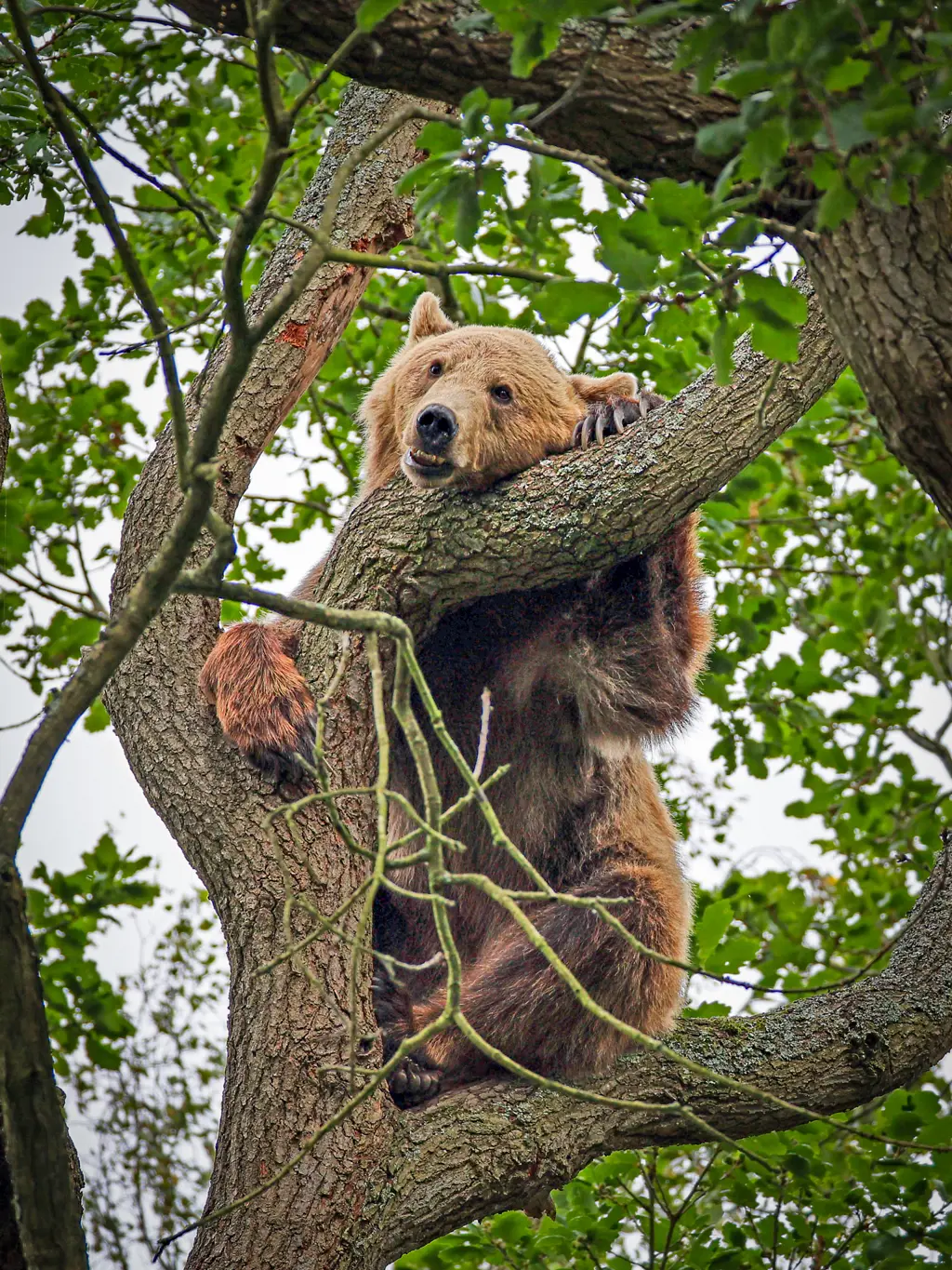 Boki Bear undergoes brain operation in Kent