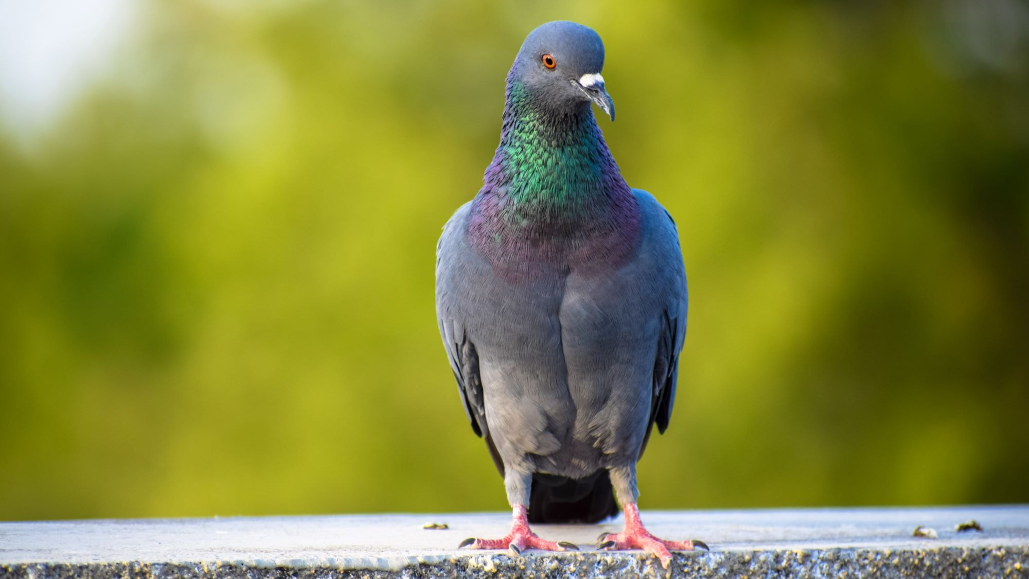 "Don't feed the pigeons!": Northern urges customers to help them tackle ...