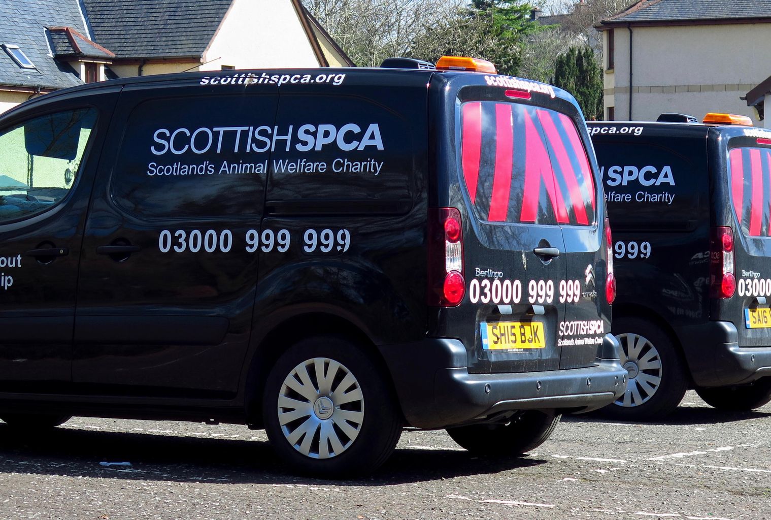 Investigation launched after dead puppies found in Dundee home | News ...