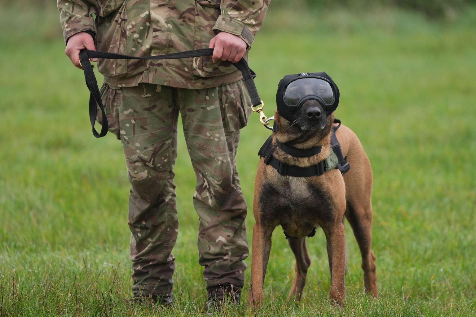£3 million dog equipment contract awarded to Surrey company by MOD