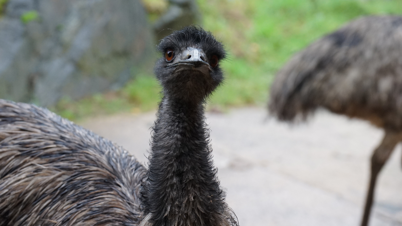 Emus arrive at Belfast Zoo for Animals of Australia exhibit