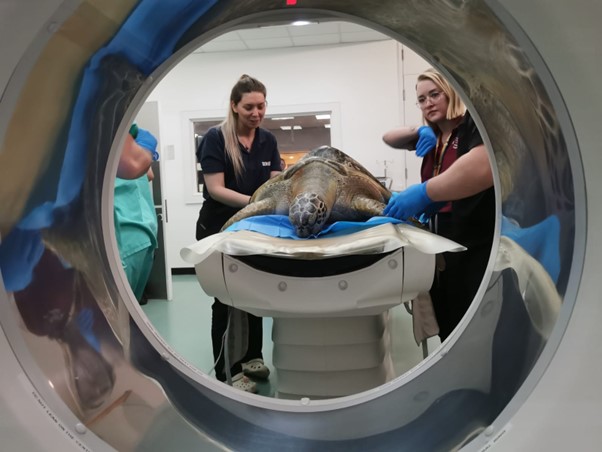 Endangered Weymouth Sea Turtles given 'all clear' after vital CT scan