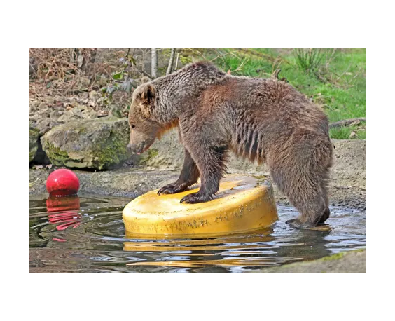 Kent bear making 'awesome' progress after pioneering brain surgery