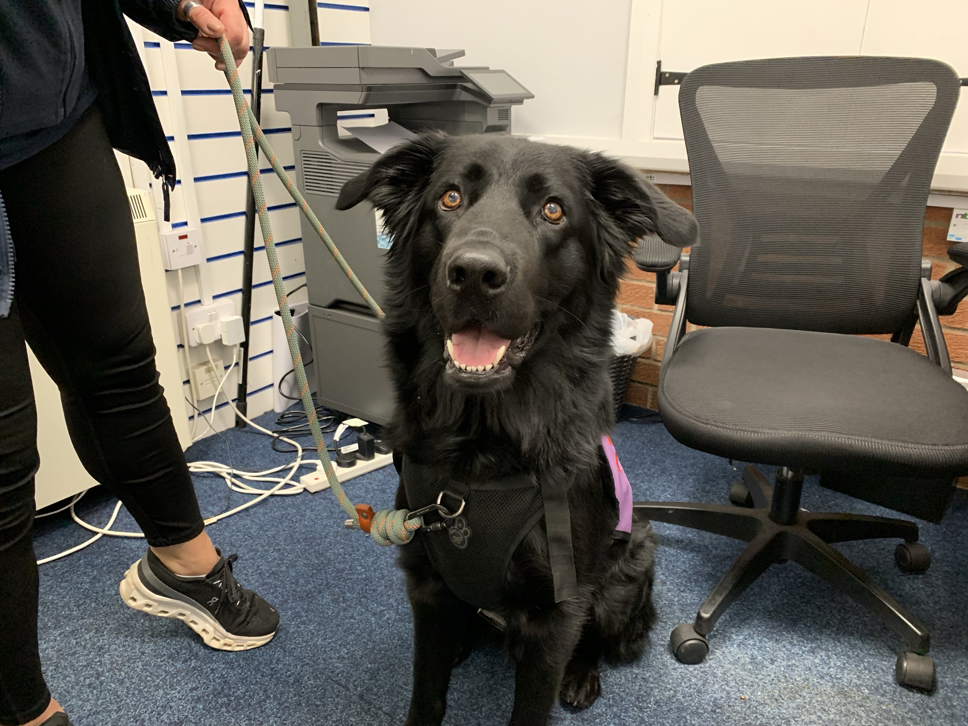 UK's first therapy dog for the homeless based in the North East