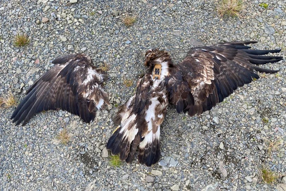A male golden eagle dies after collision with turbine in Galloway