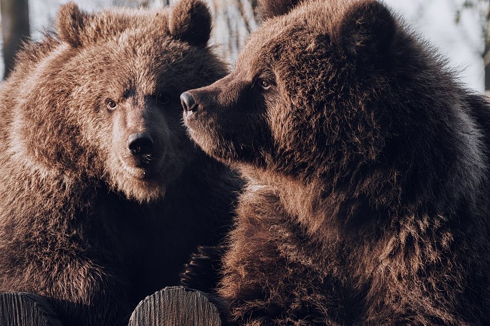 Appeal to give rescued bear cubs a home in Devon | News - Greatest Hits ...