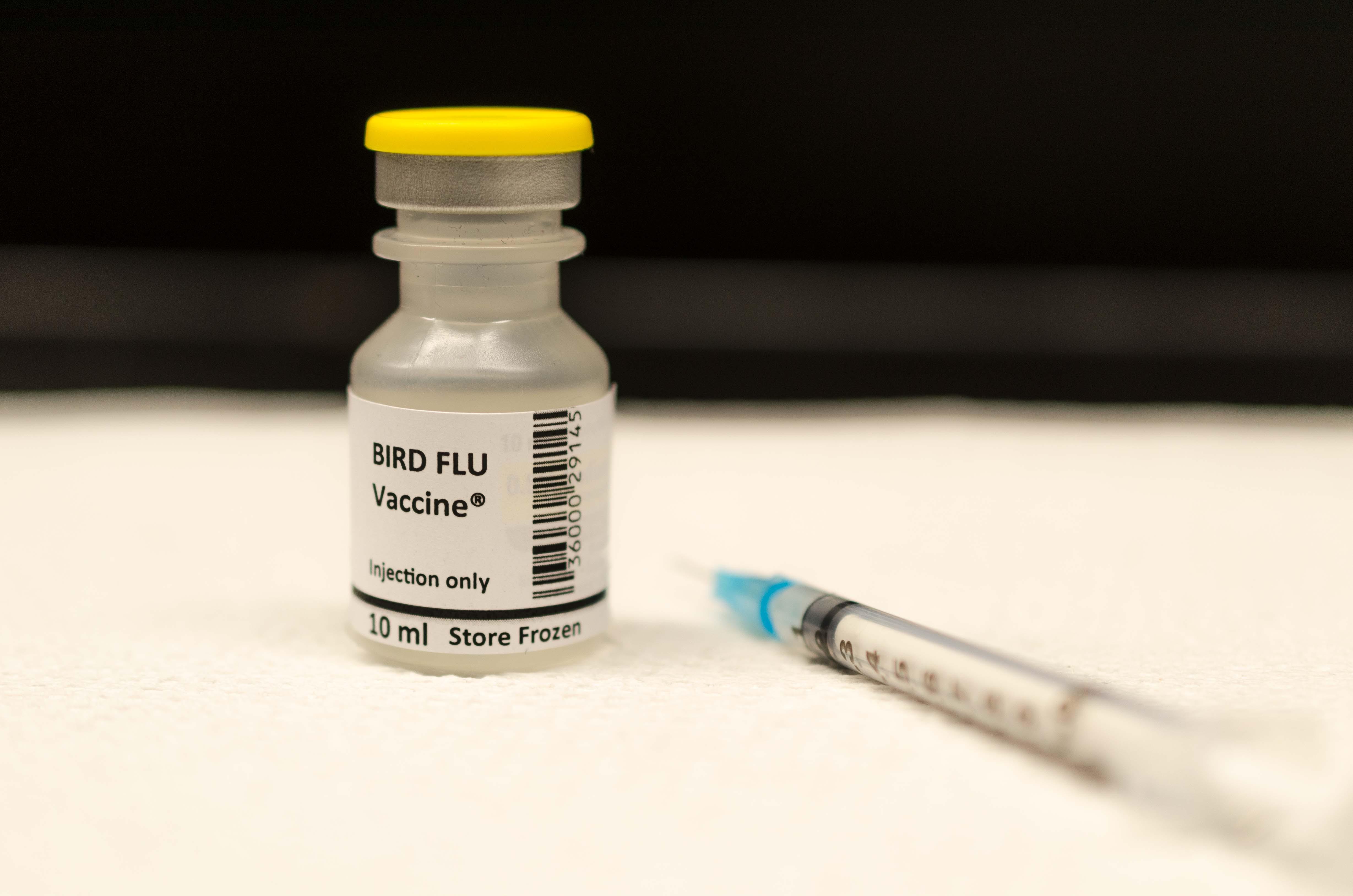 Millions of doses of a brid flu vaccine are being prepared in the UK ...