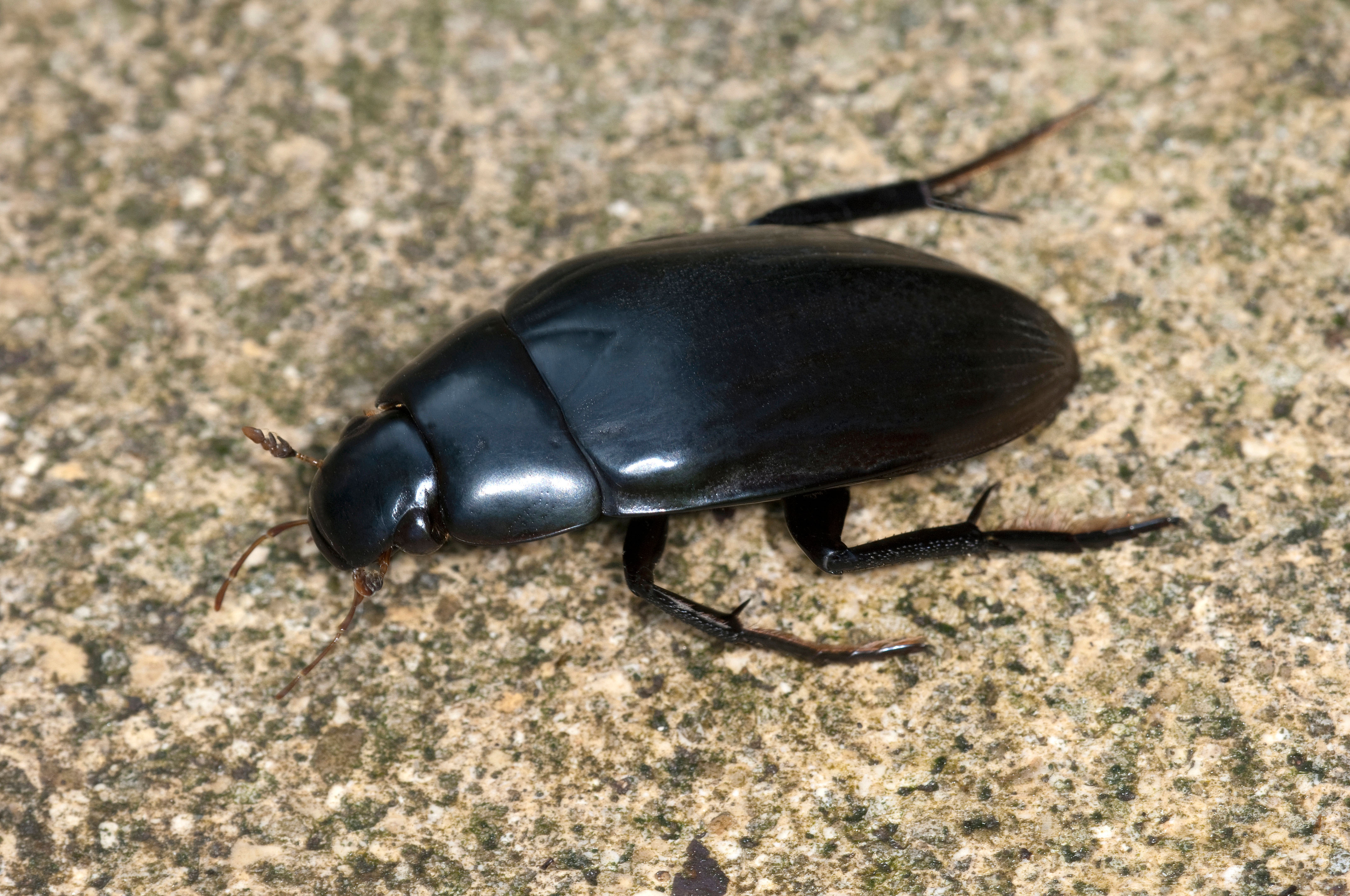 Great Silver Water Beetle seen in Dorset after 200 years