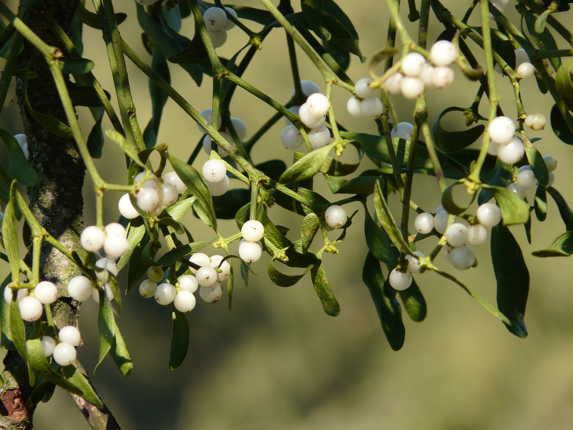 Scientists explore whether mistletoe could be used as surgical glue ...