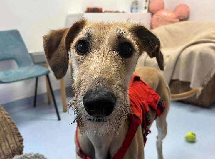 Animal neglect cases on the rise across the South West