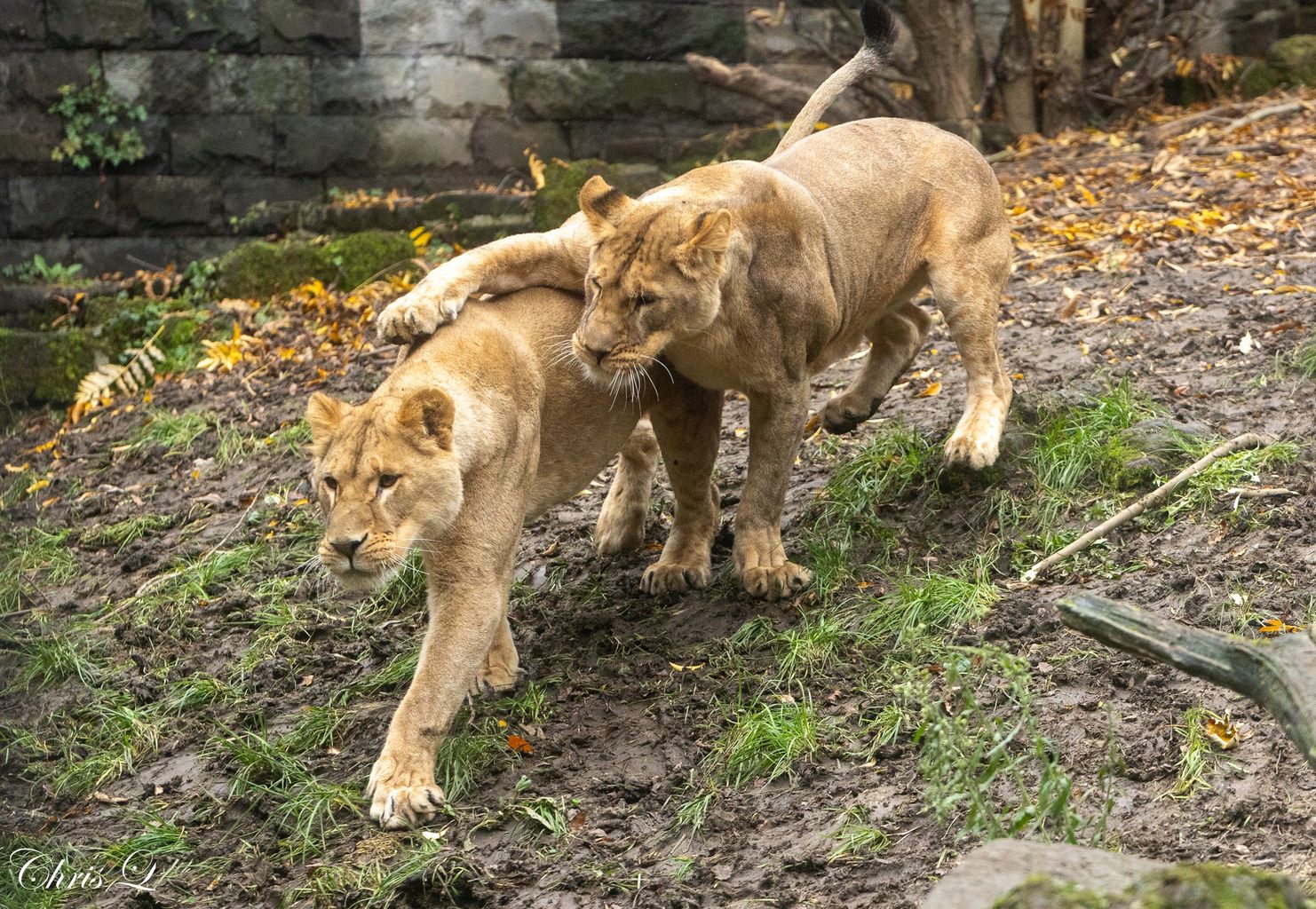 Kent Animal Sanctuary meets fundraising target to rescue Ukraine lions