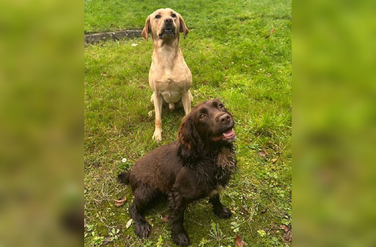 Dorset Police digital dogs celebrate anniversary
