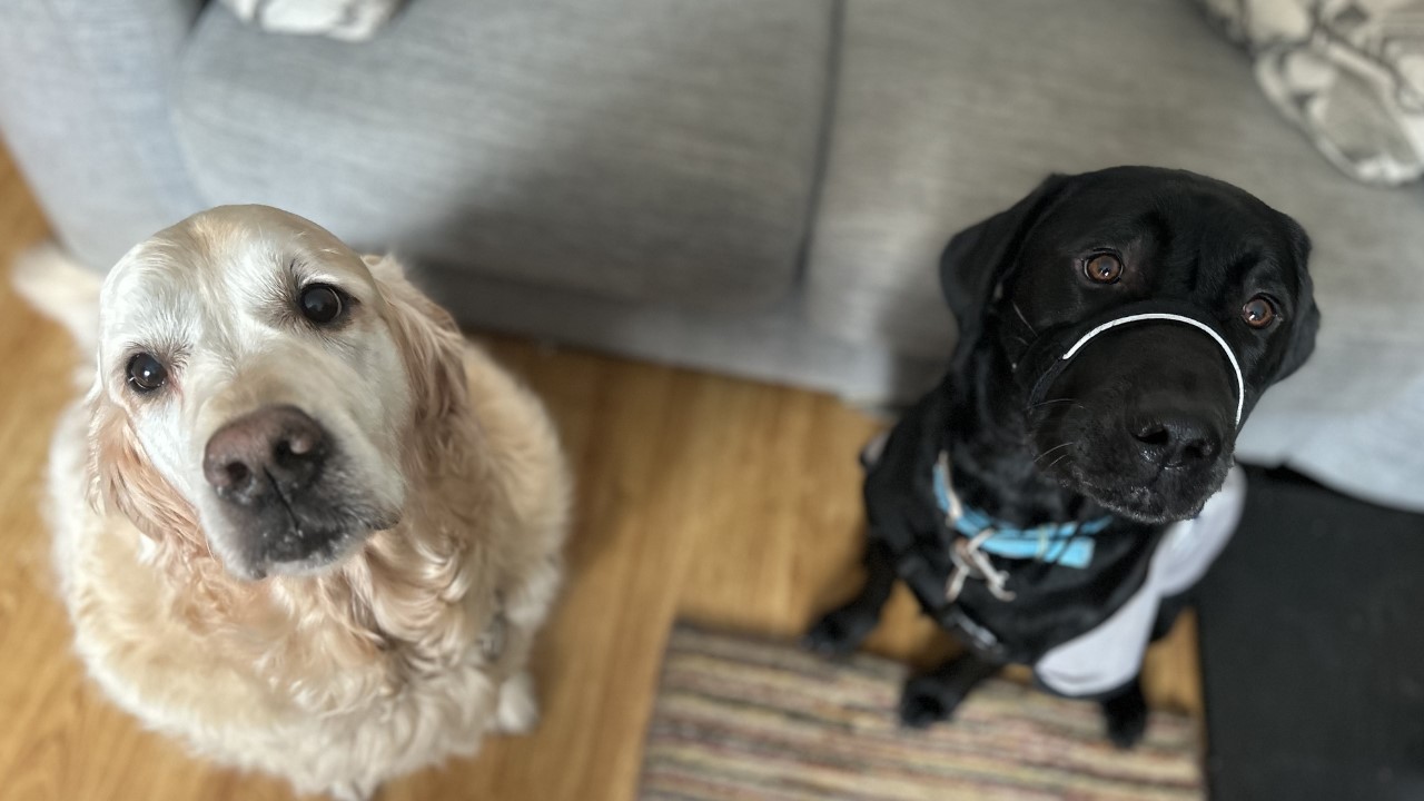 Belfast woman praises 'life saving' Hypo Hounds