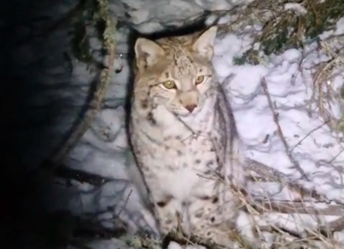 Second pair of lynx released in the Highlands safely captured