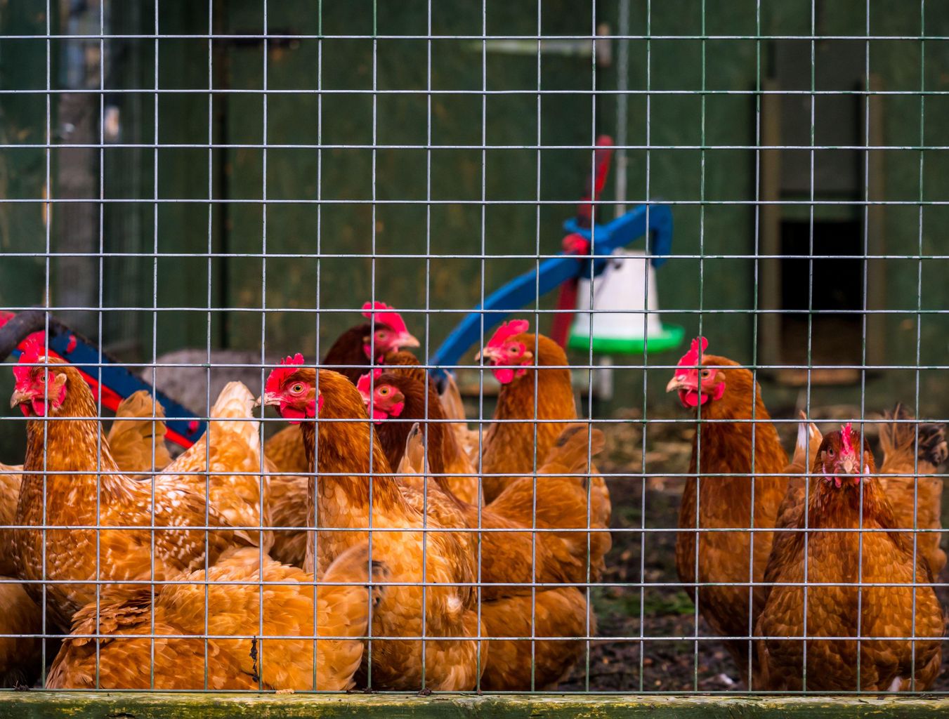 Scotland's chief vet officer confirms bird flu outbreak in Angus | News ...