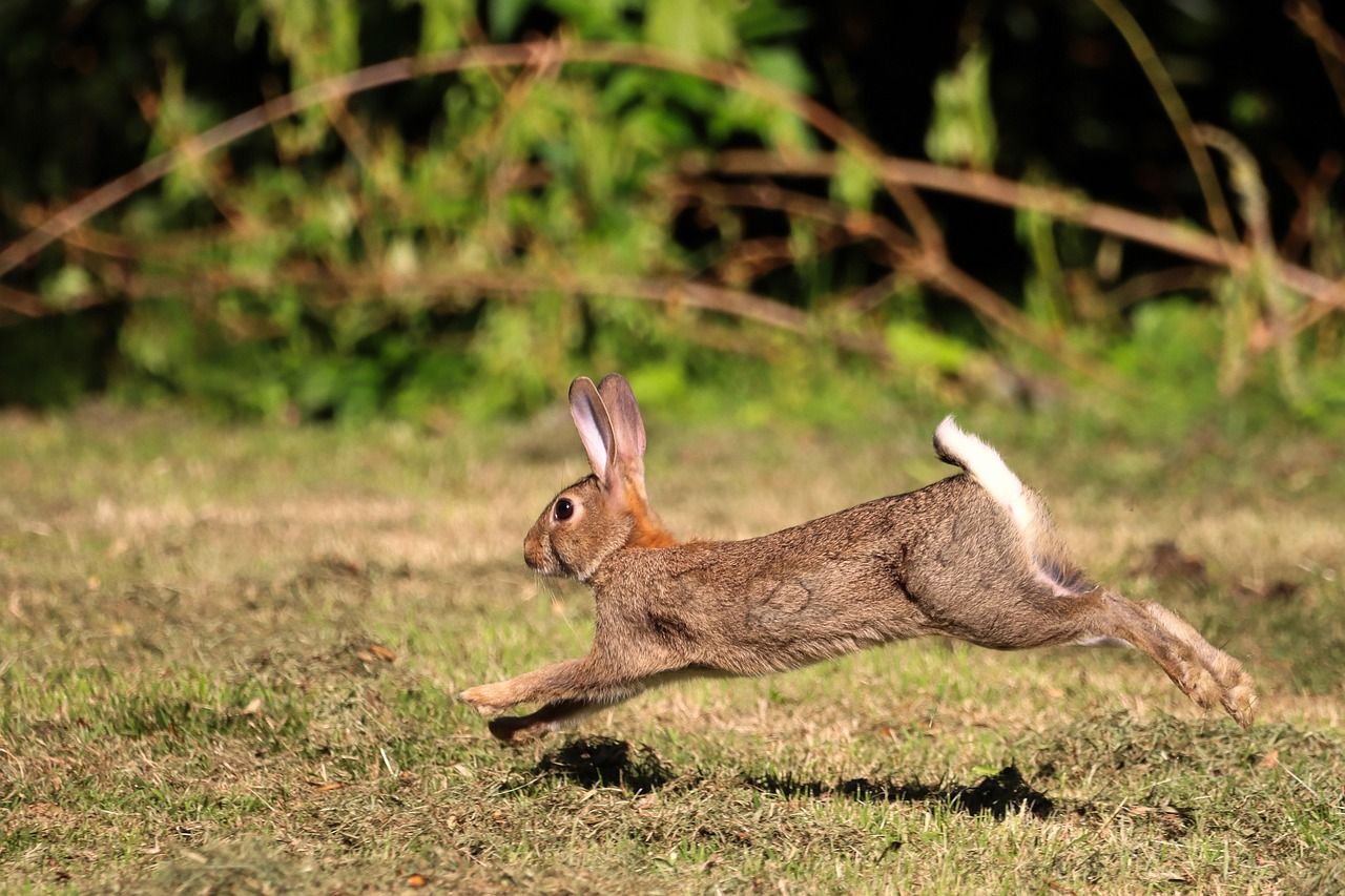 Pair charged after reports of hare coursing in Ludgershall