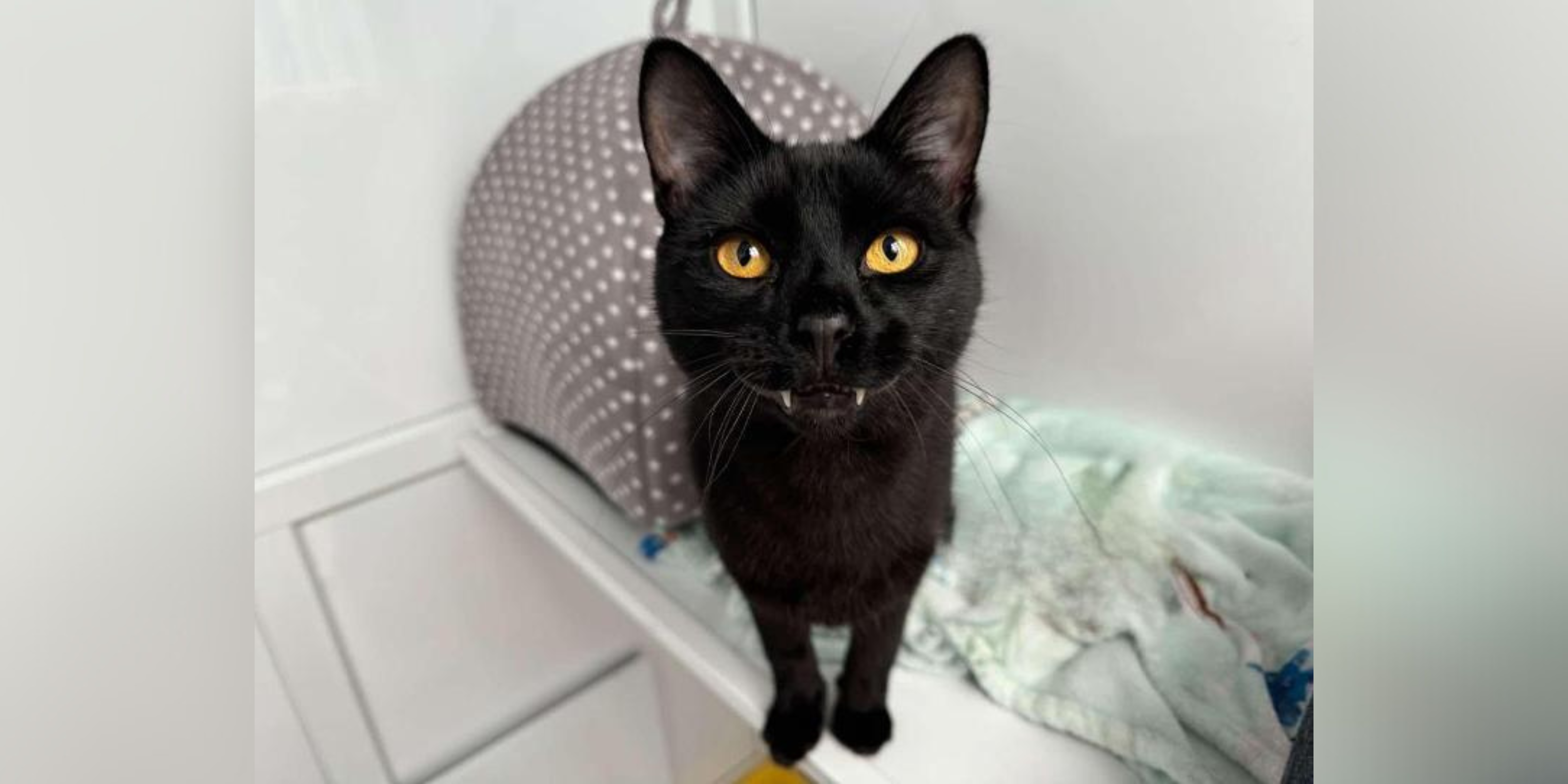 Fang-tastic cat looking for forever home in Suffolk after 120 days with ...