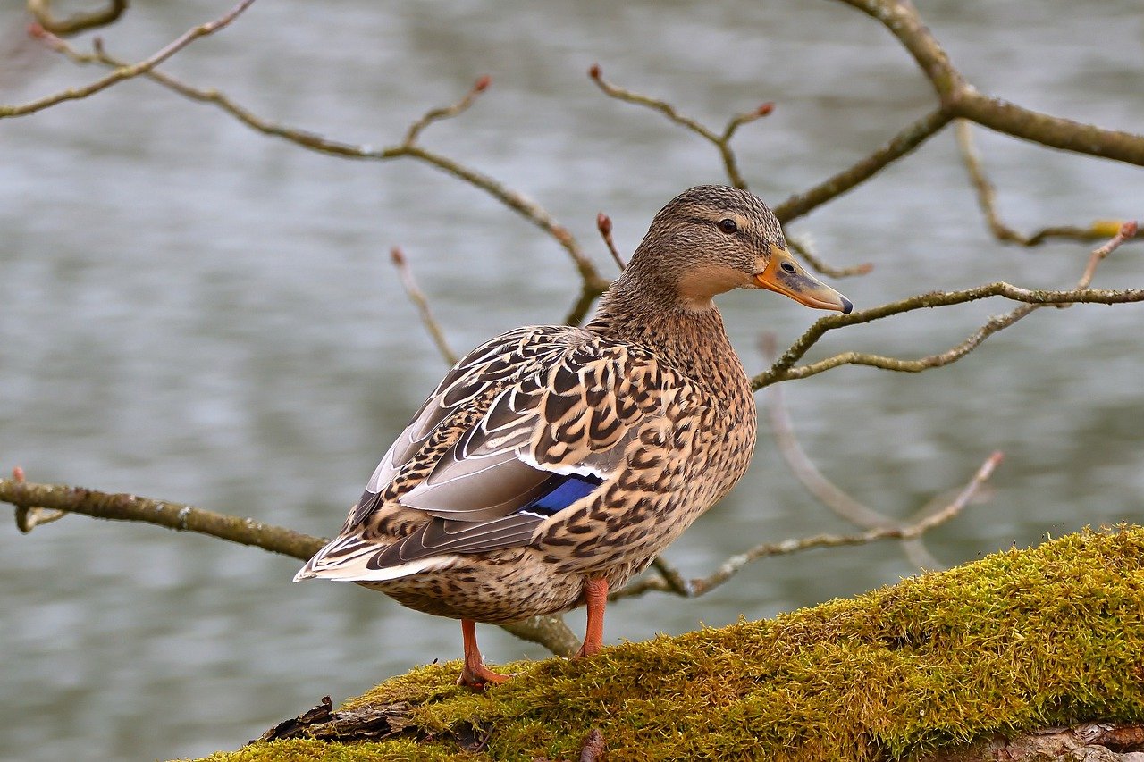 Number of ducks found dead in Calne