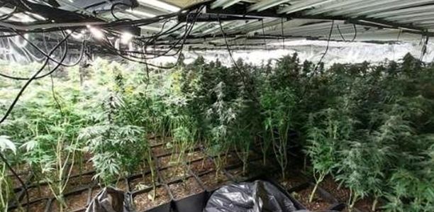 Giant cannabis farm uncovered on Teesside