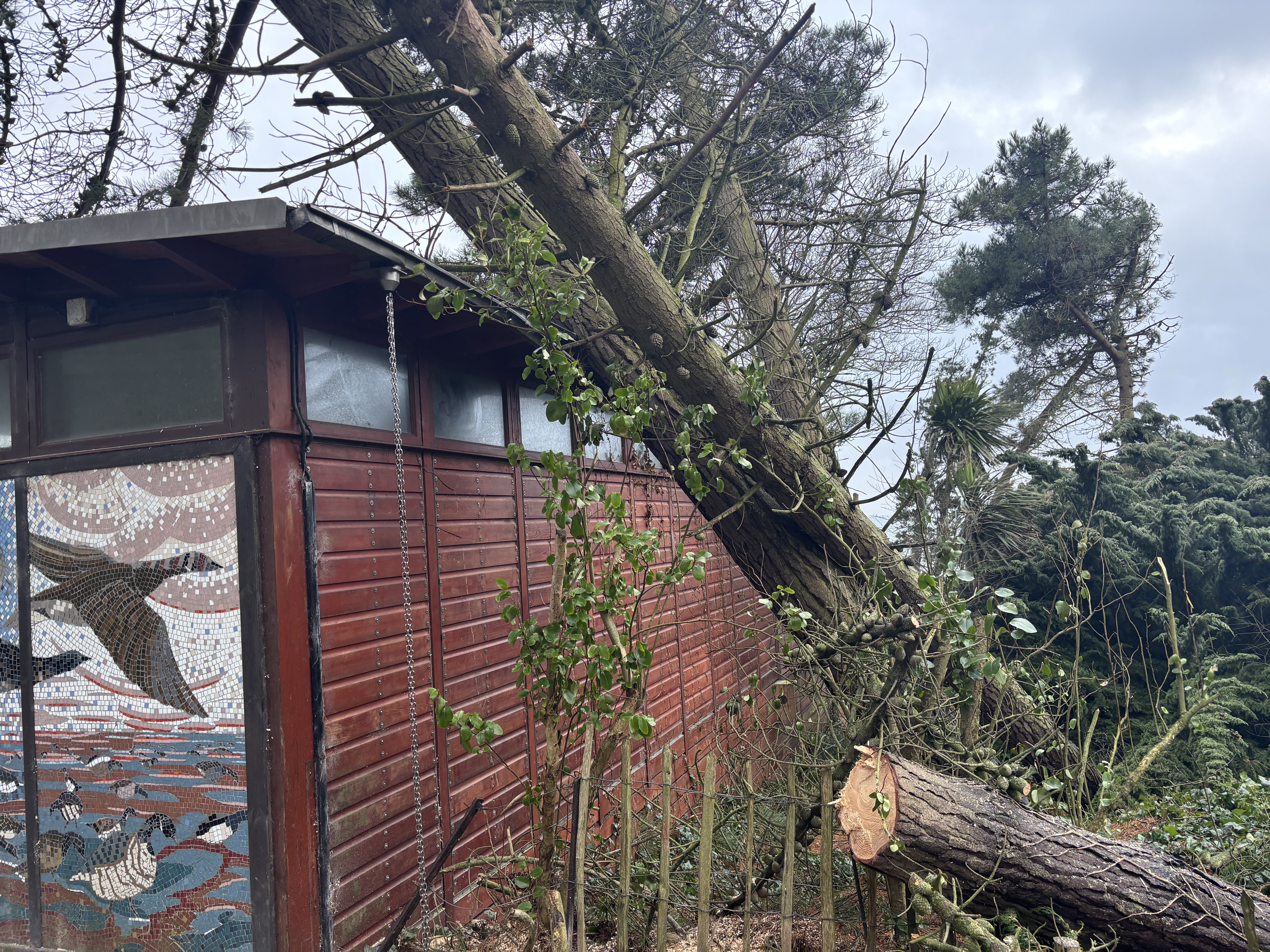 Storm Eowyn wreaks havoc at NI National Trust properties