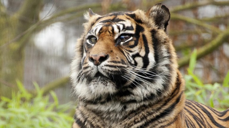 Sumatran tiger 'Ratna' put to rest at Shepreth Wildlife Park | News ...