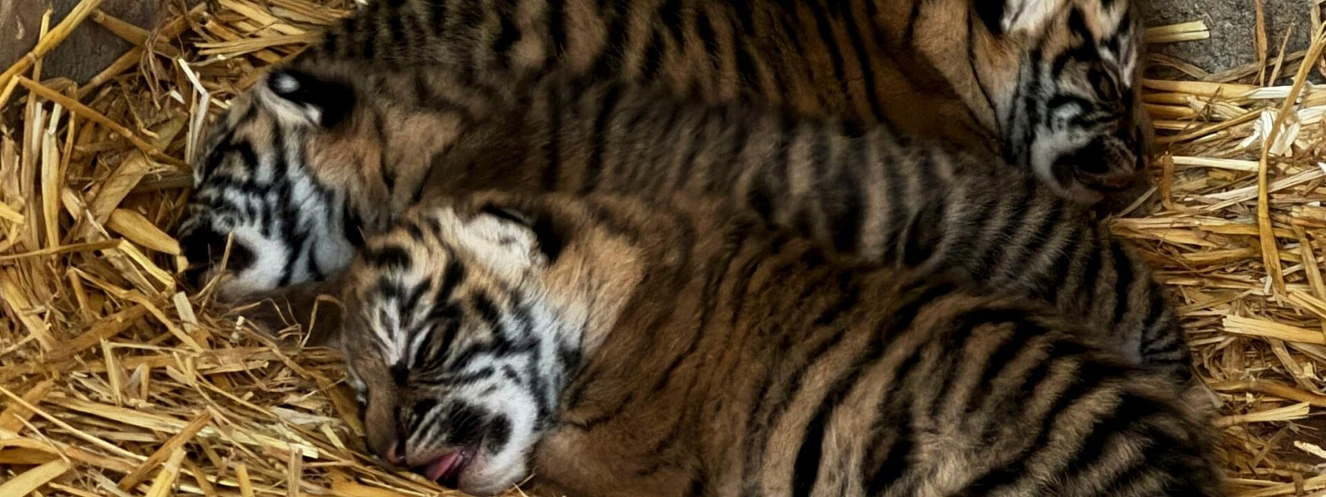 Trio of critically endangered tiger cubs born at West Midlands Safari ...