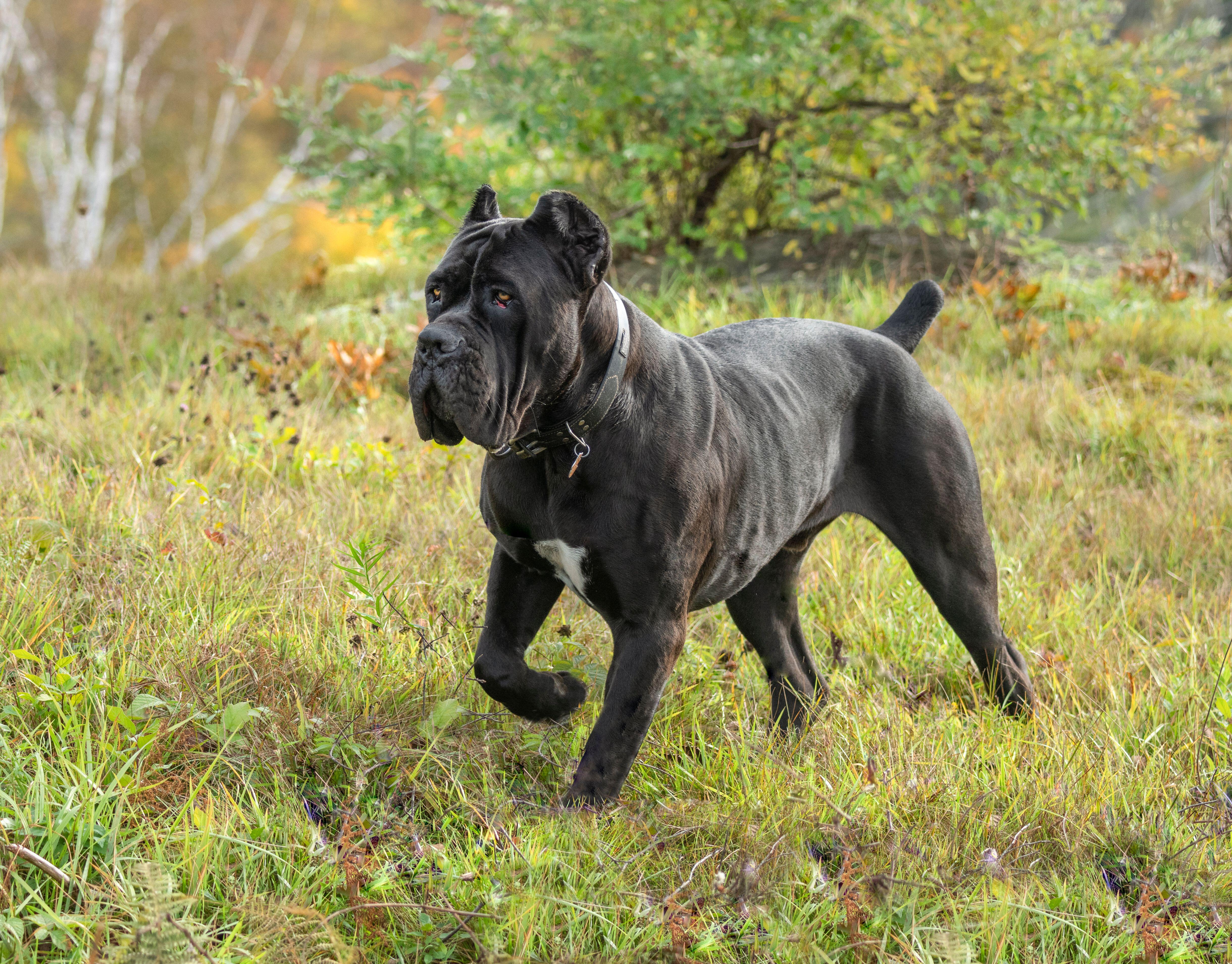 South Yorkshire police 'concerned' about rising number of dog attacks ...