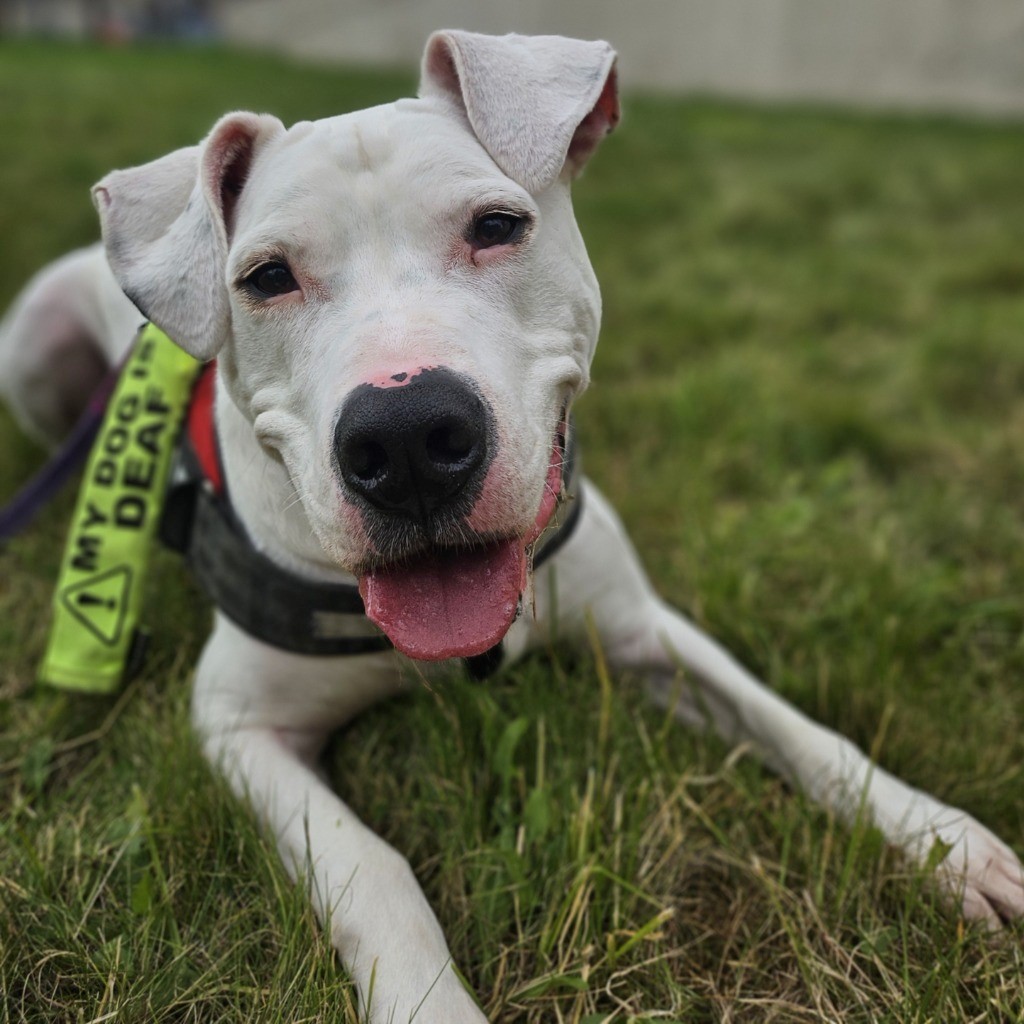 ‘Super clever’ deaf dog learning sign language at RSPCA rehoming centre ...