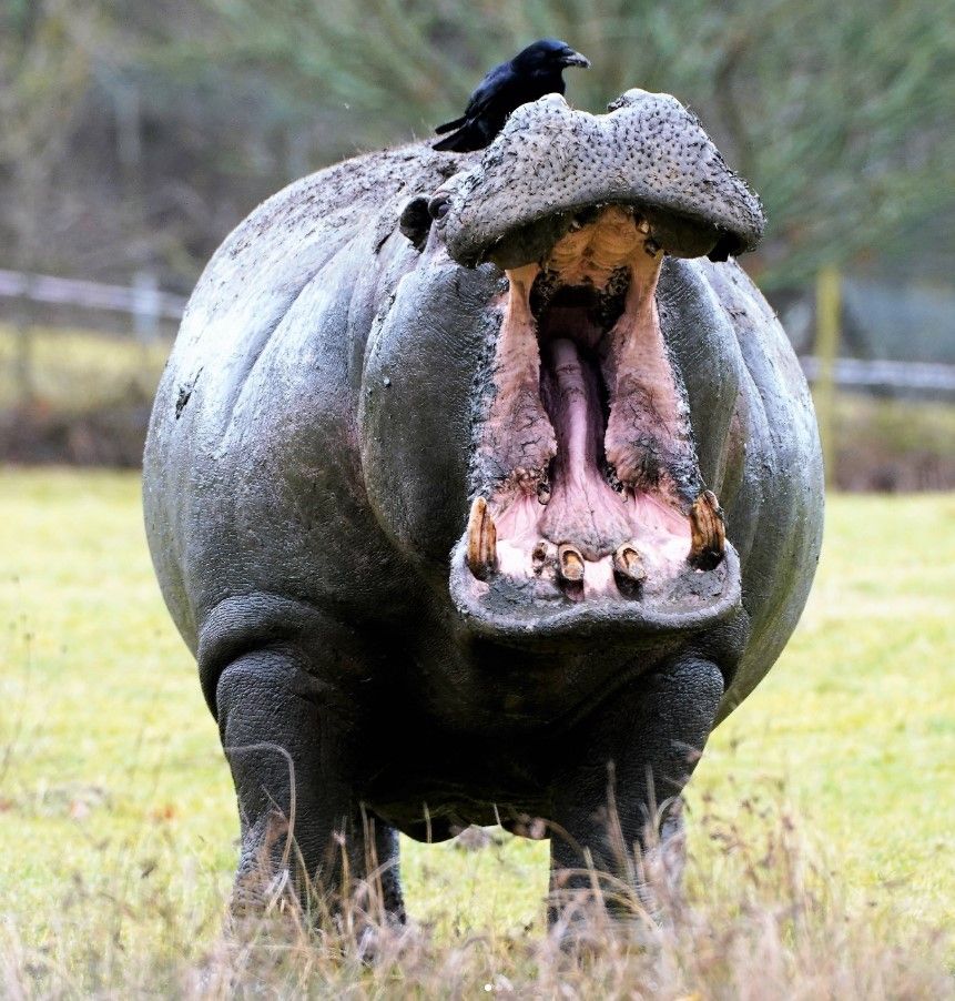 Hippos are coming back to Longleat | News - Greatest Hits Radio (Salisbury)
