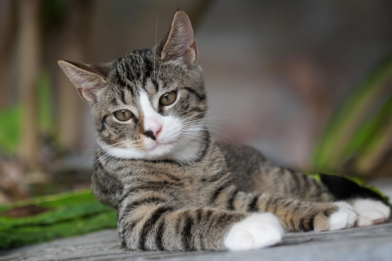 Cats in Lincolnshire village returning home with parts of their fur ...