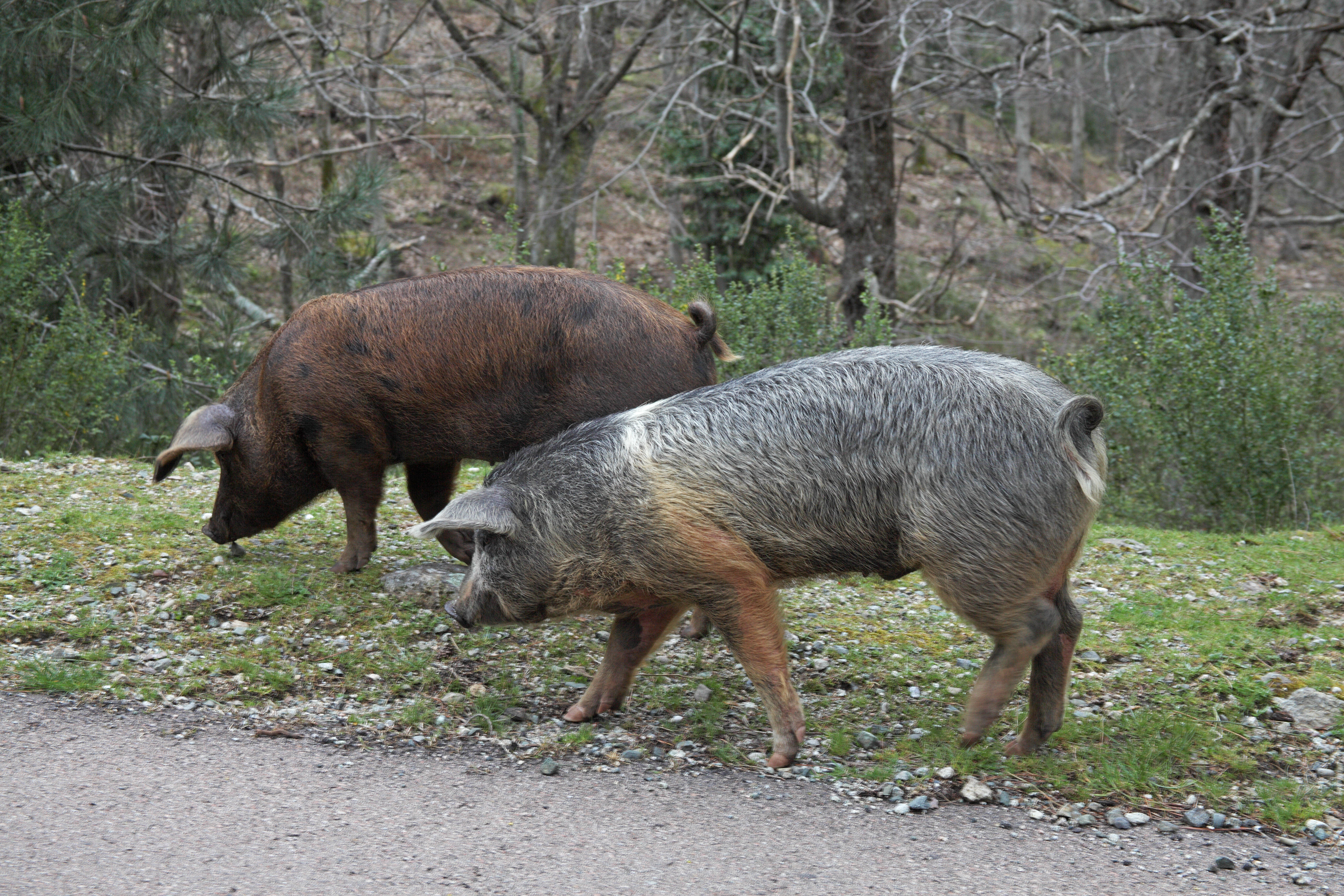 Feral pigs let loose in the Highlands "humanely culled"