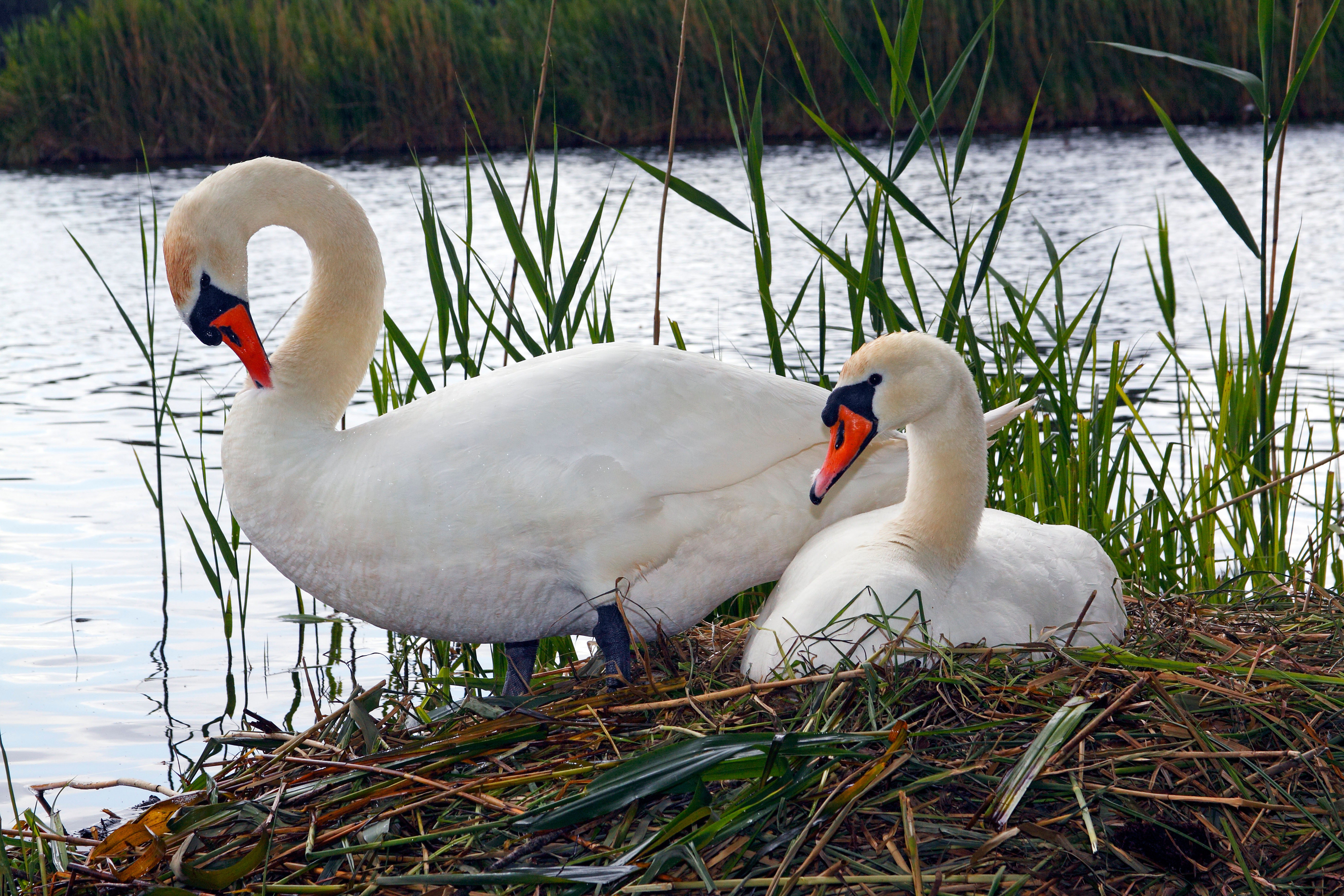 Update on Worcester swans infected by suspected bird flu | News - Hits ...