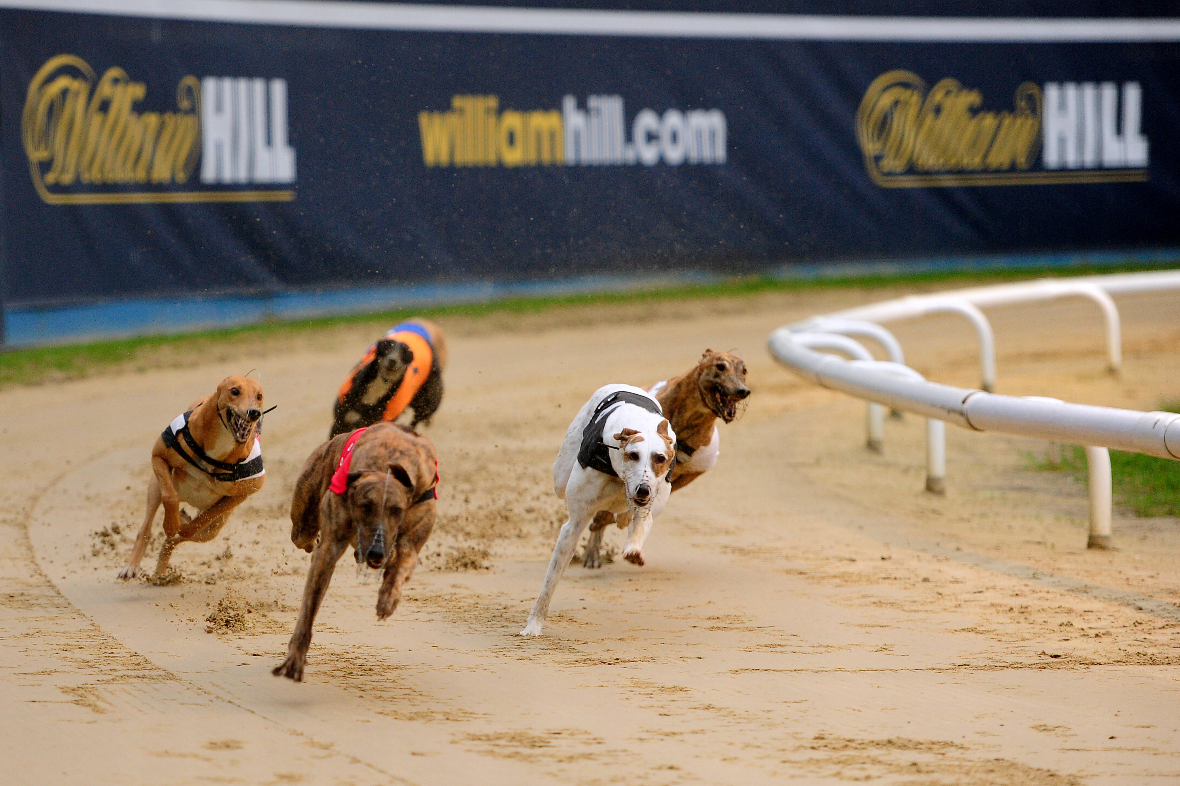 Wales moves to ban greyhound racing