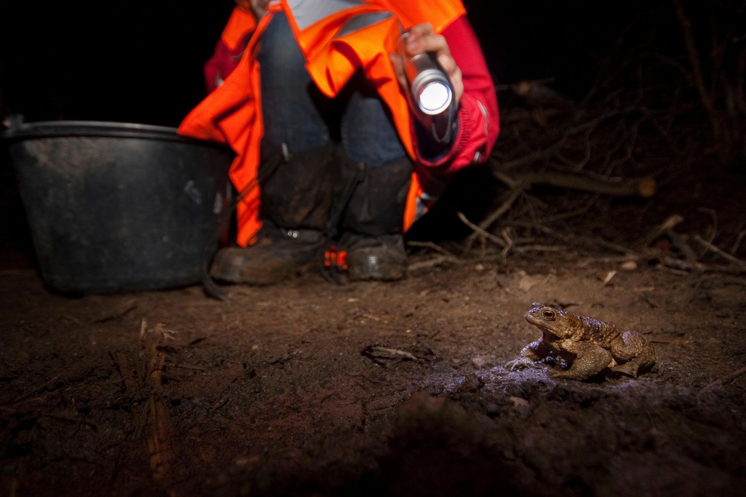 Toad-spotters called on to solve sexual assault case | News - Greatest ...