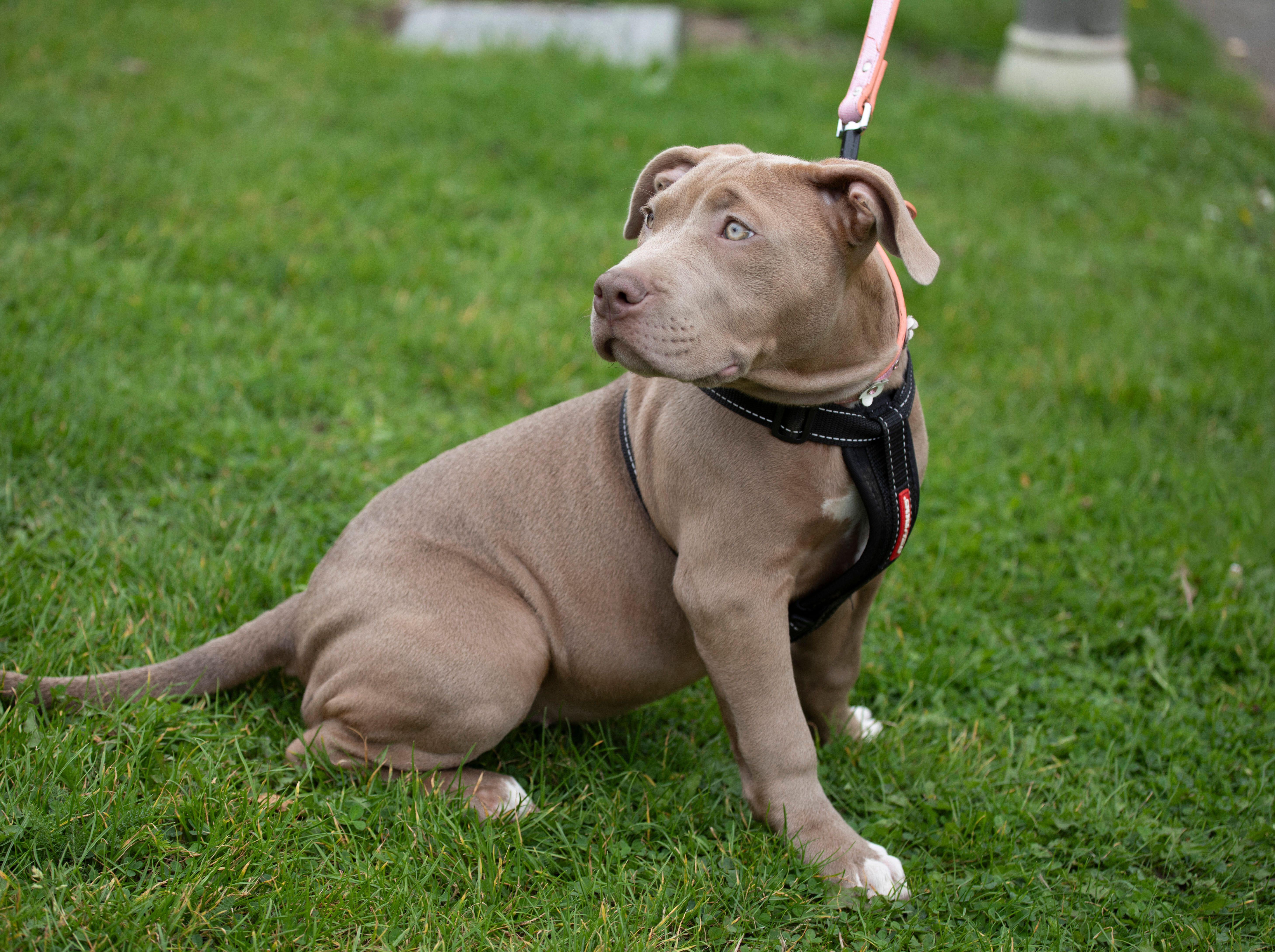 Pensioner injured in XL Bully attack in Warrington