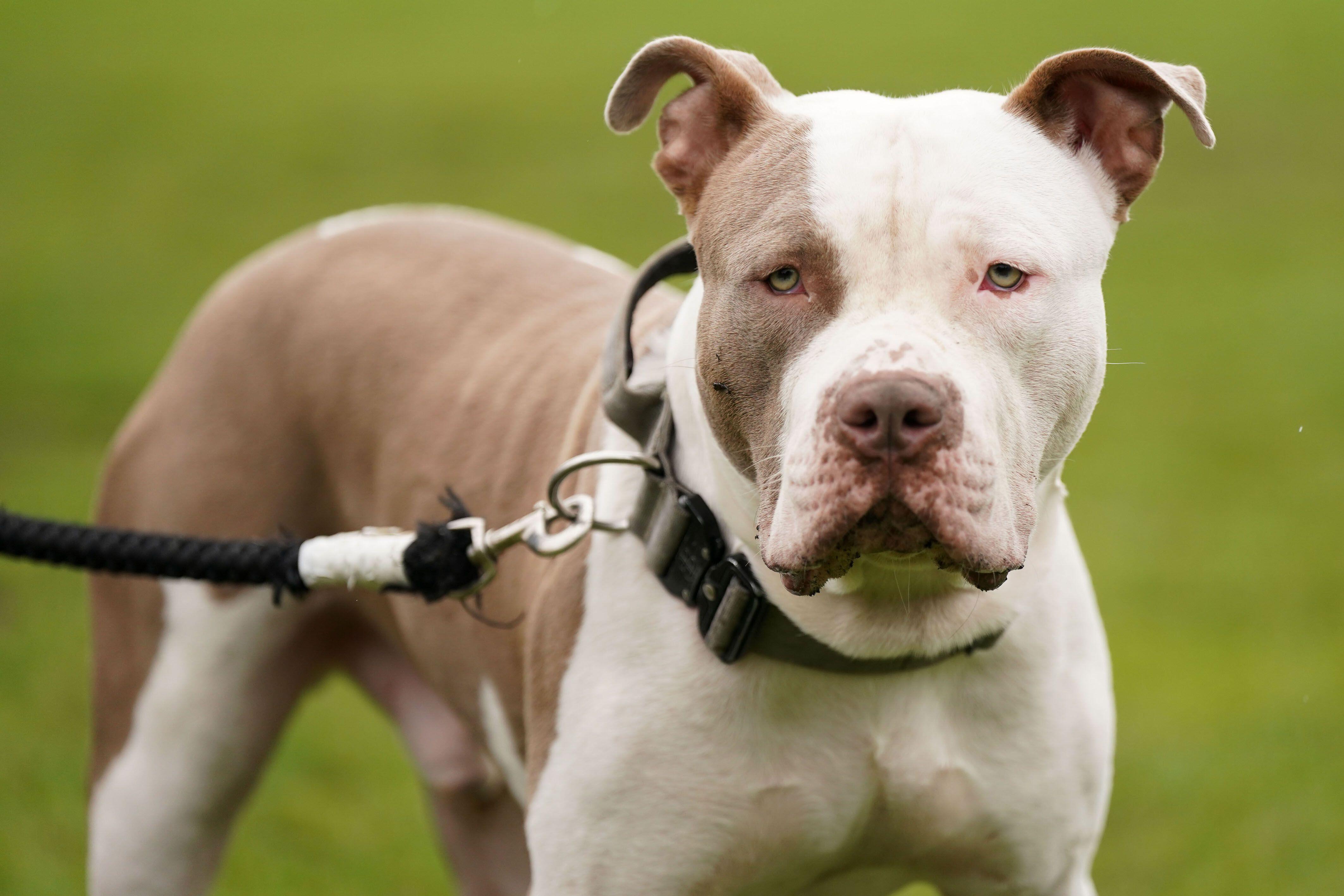 How many XL Bullies have been seized in South Wales since the ban came ...