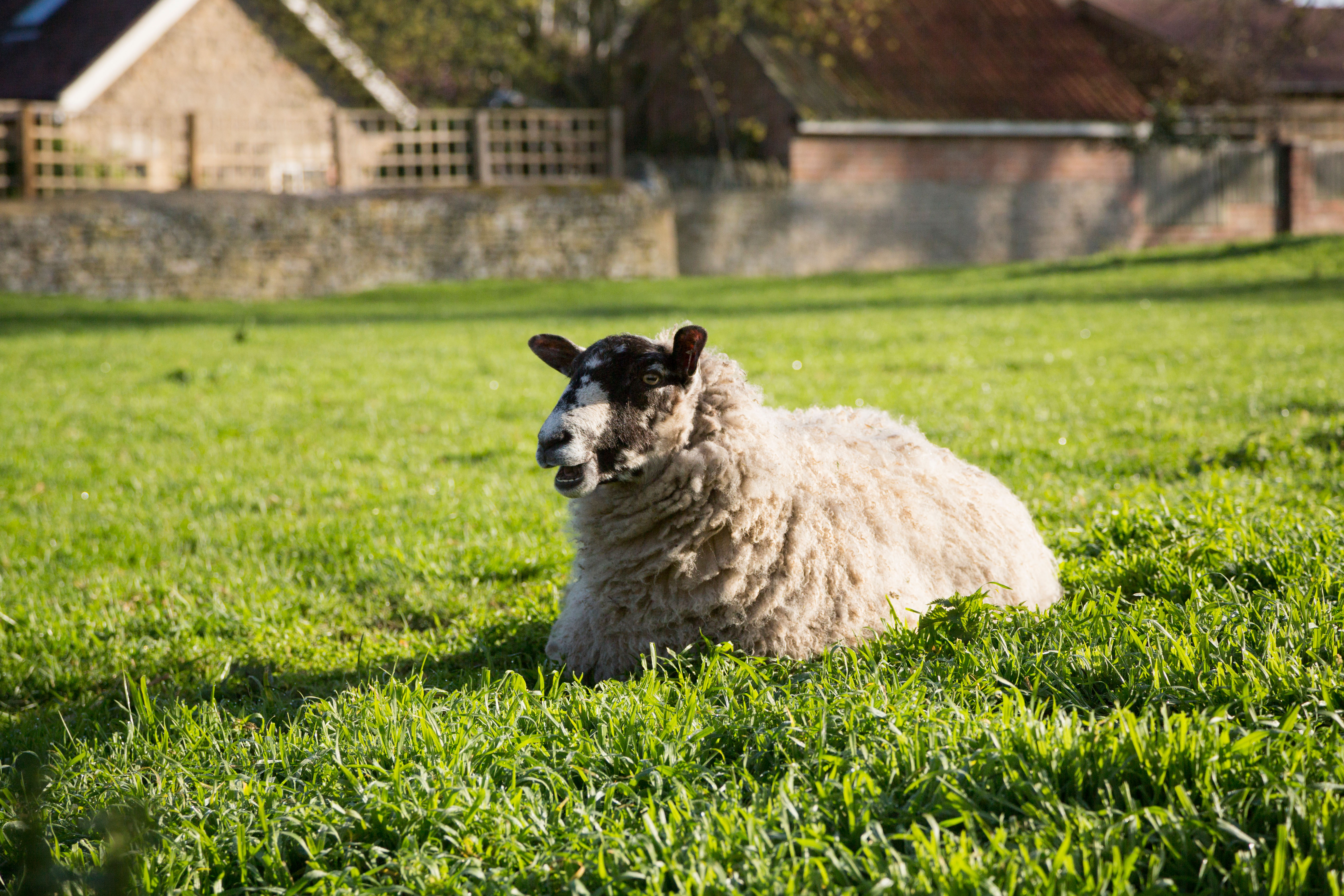 Police issue health warning after medicated sheep killed in Twywell ...