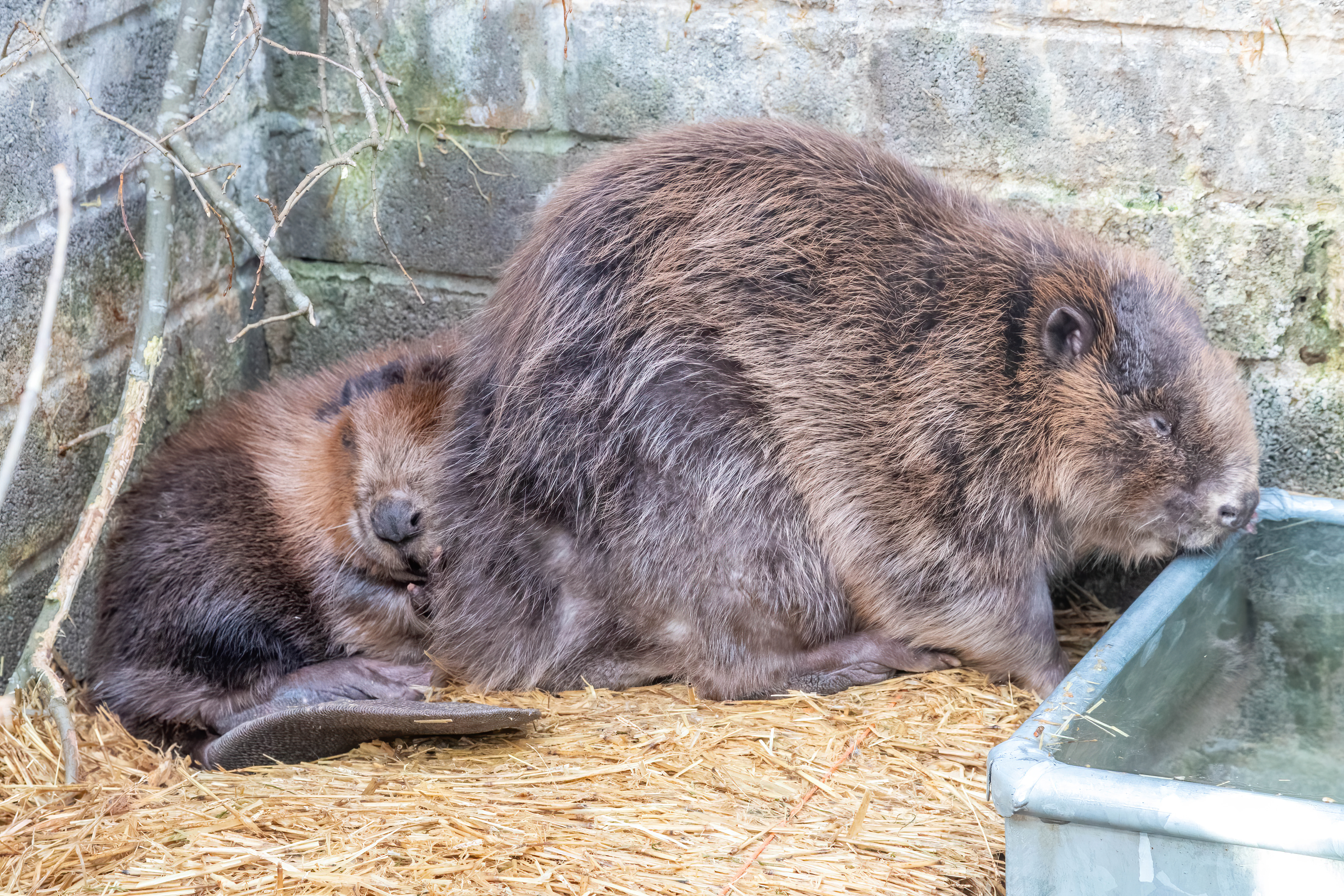 Two pairs of beavers released legally onto Dorset's Purbeck Heaths