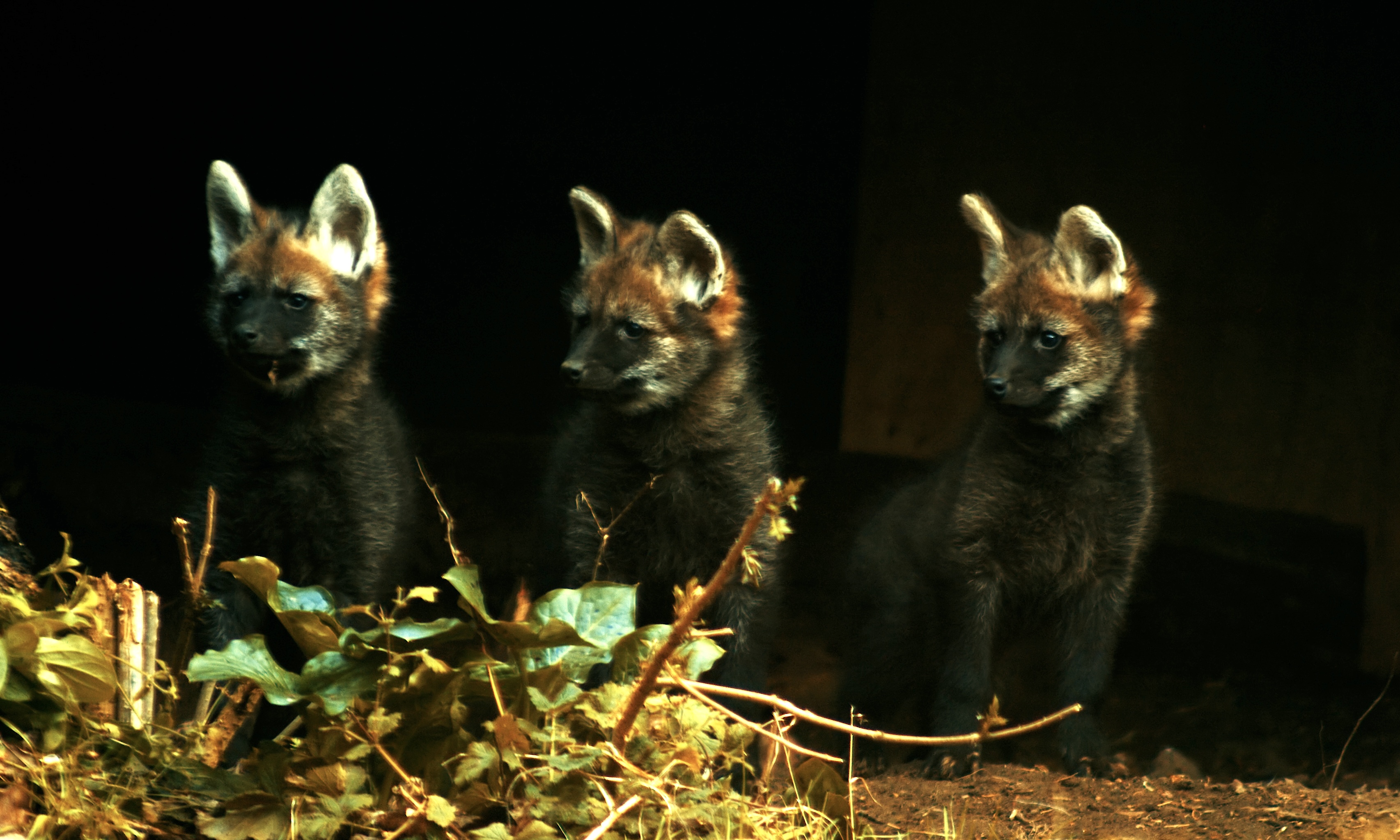 Banham Zoo celebrates conservation milestone with birth of four maned ...