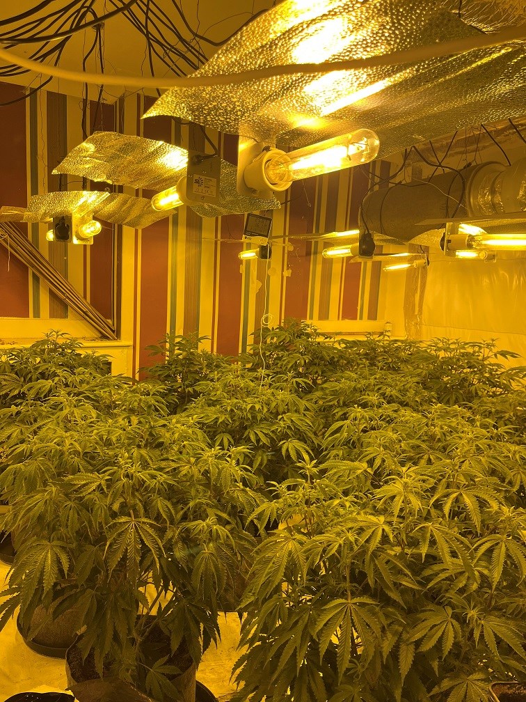 Suspected cannabis farms raided across Hampshire