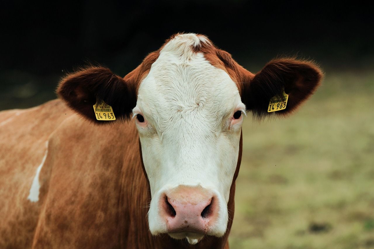 South Wiltshire farmers found guilty of animal welfare offences | GHR ...