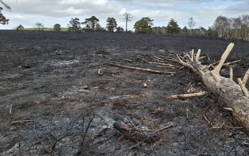 Canford Heath fire this week 'largest since 2007'