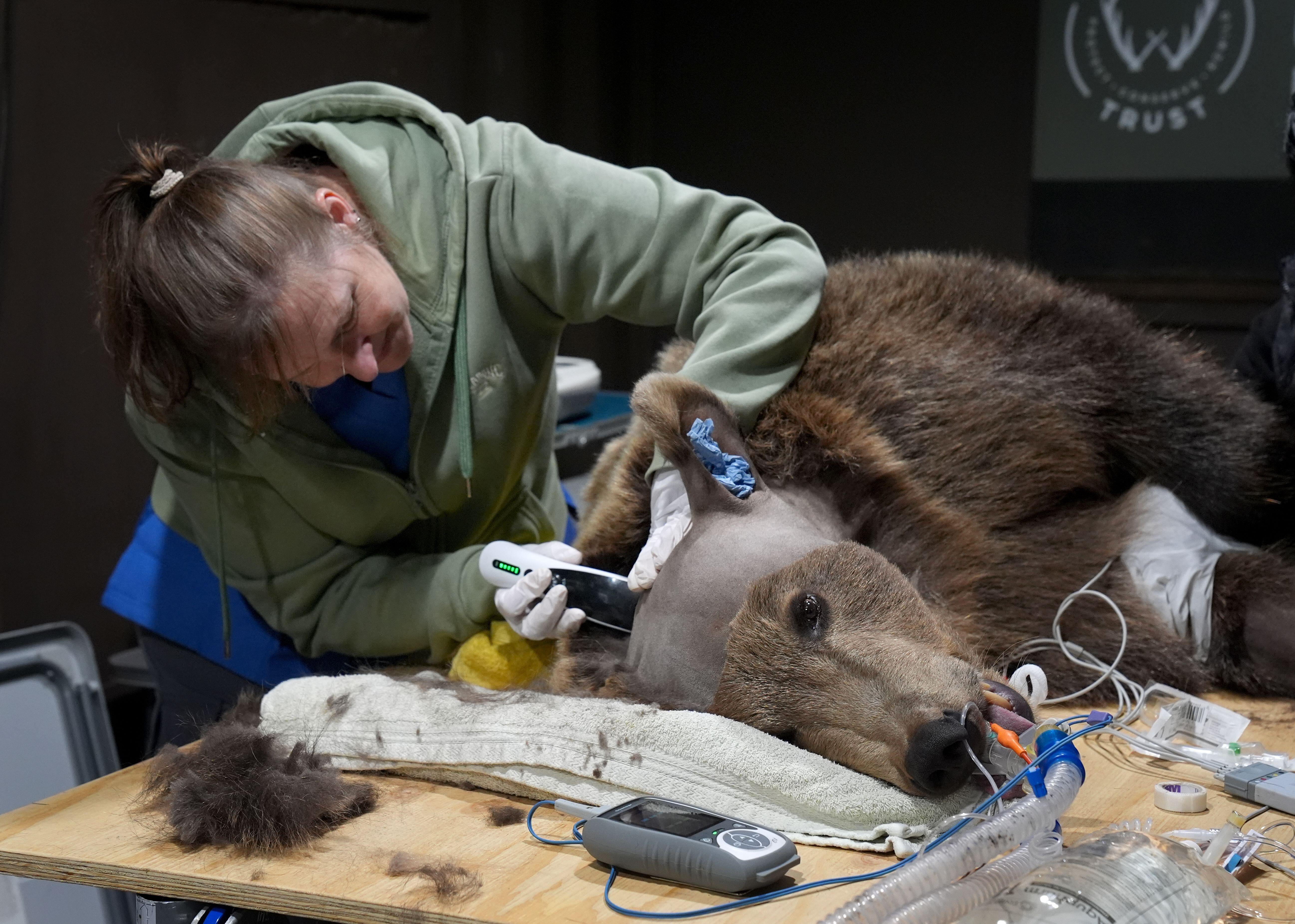 Kent bear who had brain surgery comes out of hibernation fit and well