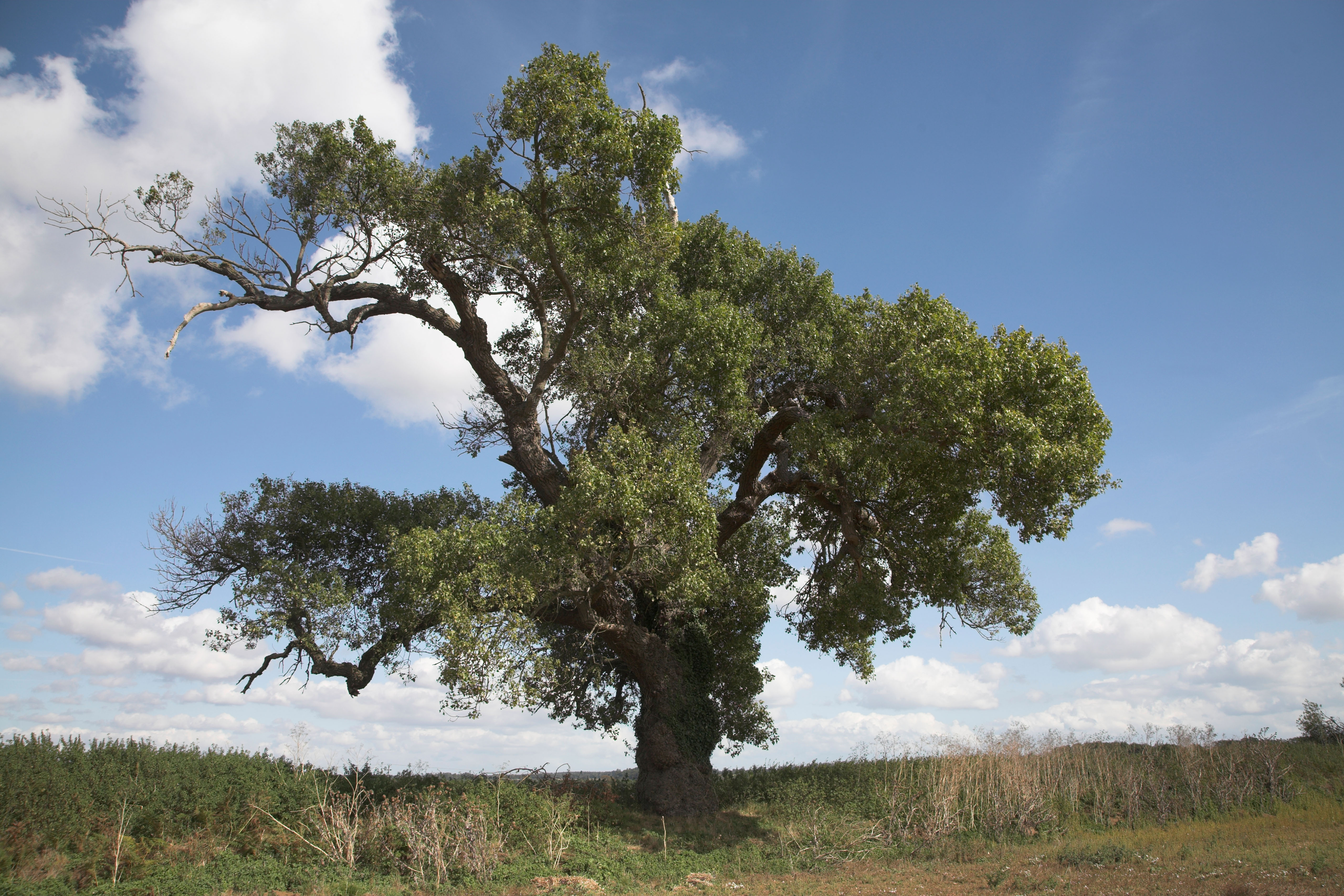 Britain's rarest native tree takes root in Killerton | News - Greatest ...
