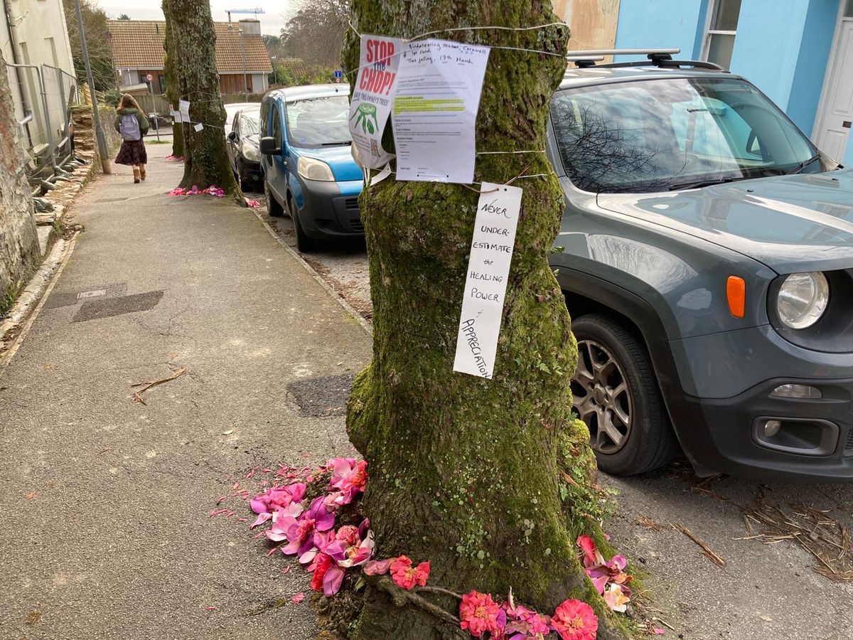 Residents beg local authority to 'stop the chop' of lime trees