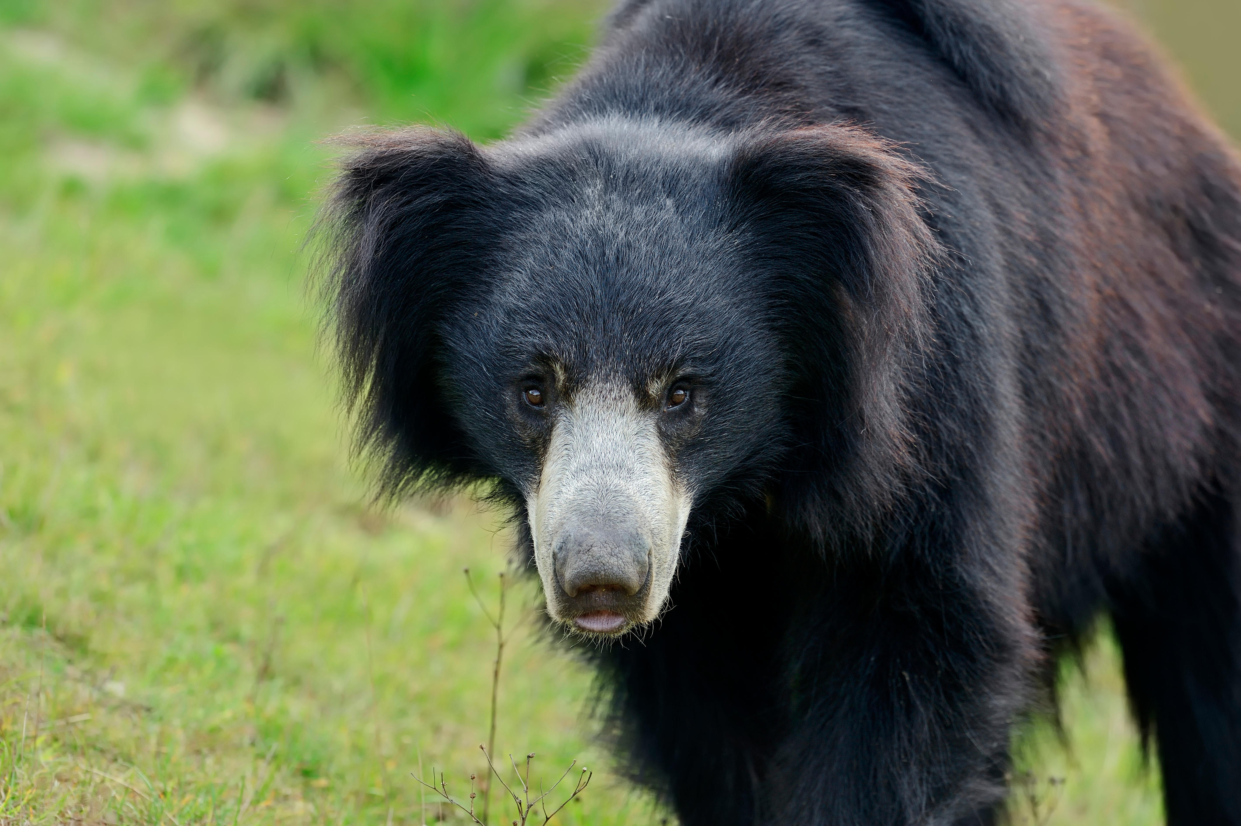 Former home of giant pandas at Edinburgh Zoo to be turned into habitat ...