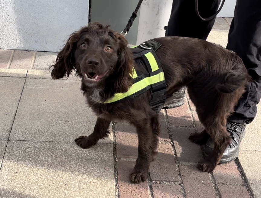 'Digi dogs' join crime fight in Hampshire and Berkshire