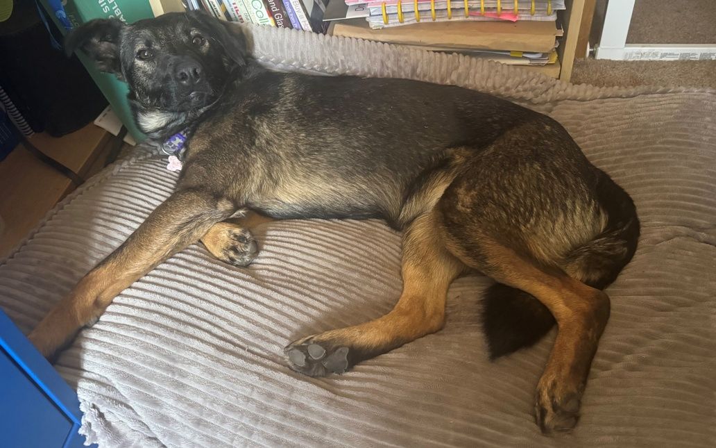 Good news: German Shepherd Athena now back home after running from ...